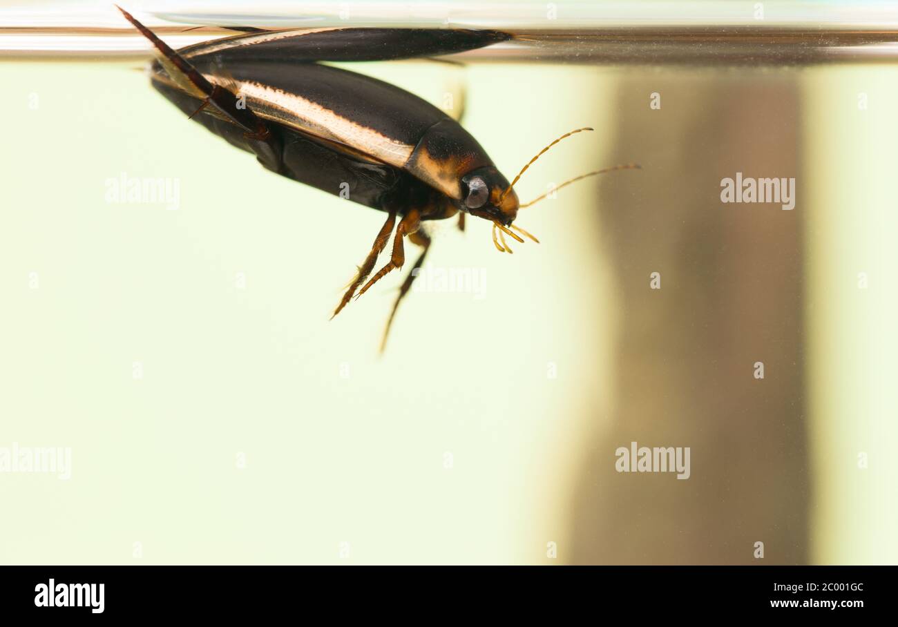 Diving beetle (Hydaticus seminiger Stock Photo - Alamy
