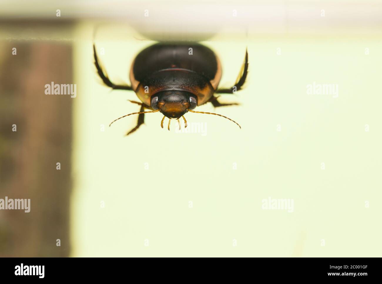 Diving beetle (Hydaticus seminiger Stock Photo - Alamy