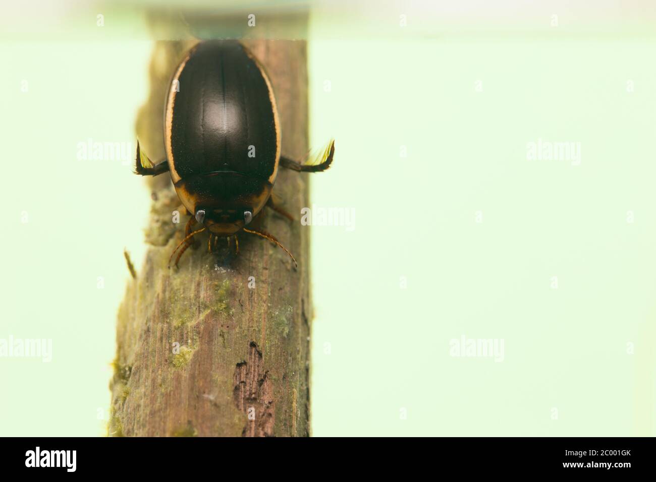 Diving beetle (Hydaticus seminiger Stock Photo - Alamy
