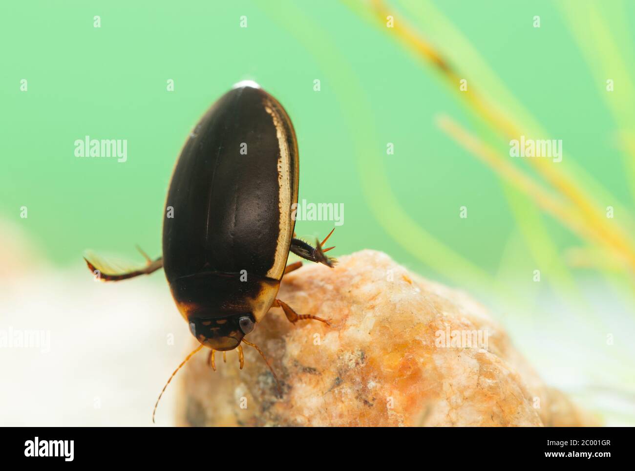 Diving beetle (Hydaticus seminiger Stock Photo - Alamy
