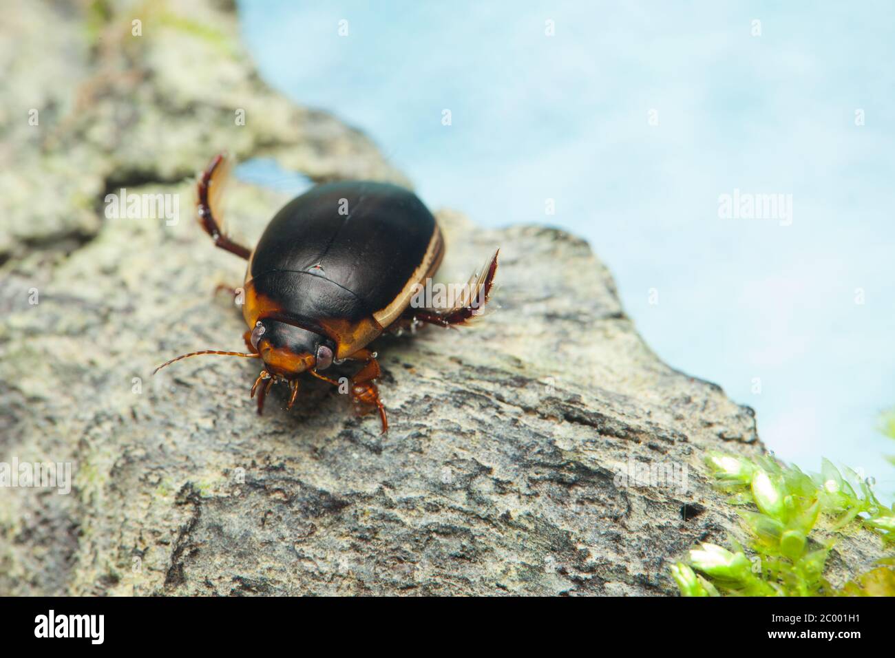 Diving beetle (Hydaticus seminiger Stock Photo - Alamy