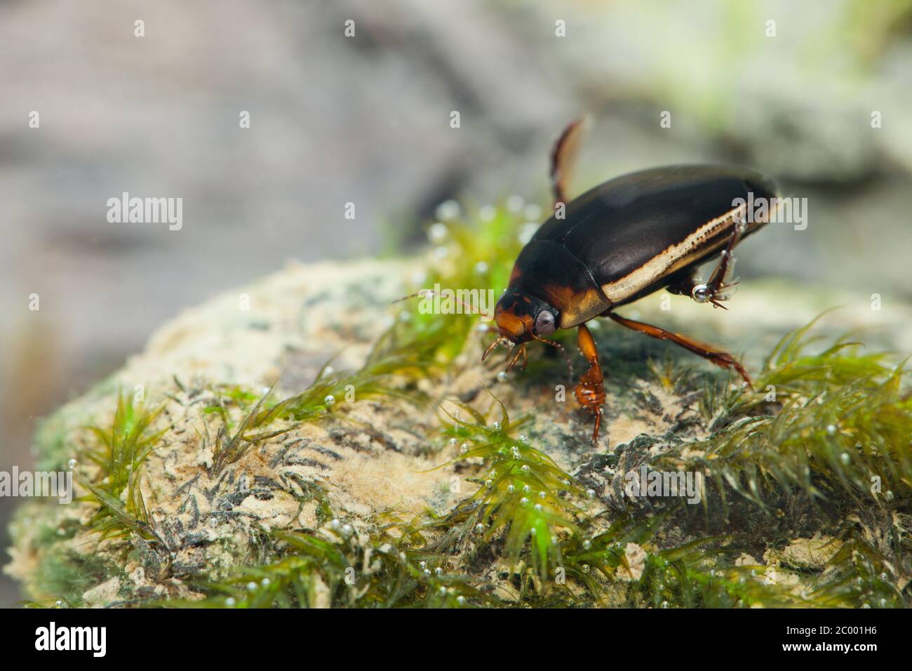 Diving beetle (Hydaticus seminiger Stock Photo - Alamy