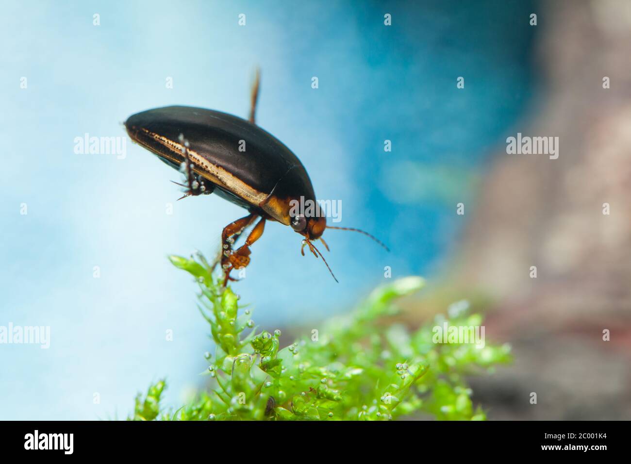 Diving beetle (Hydaticus seminiger Stock Photo - Alamy