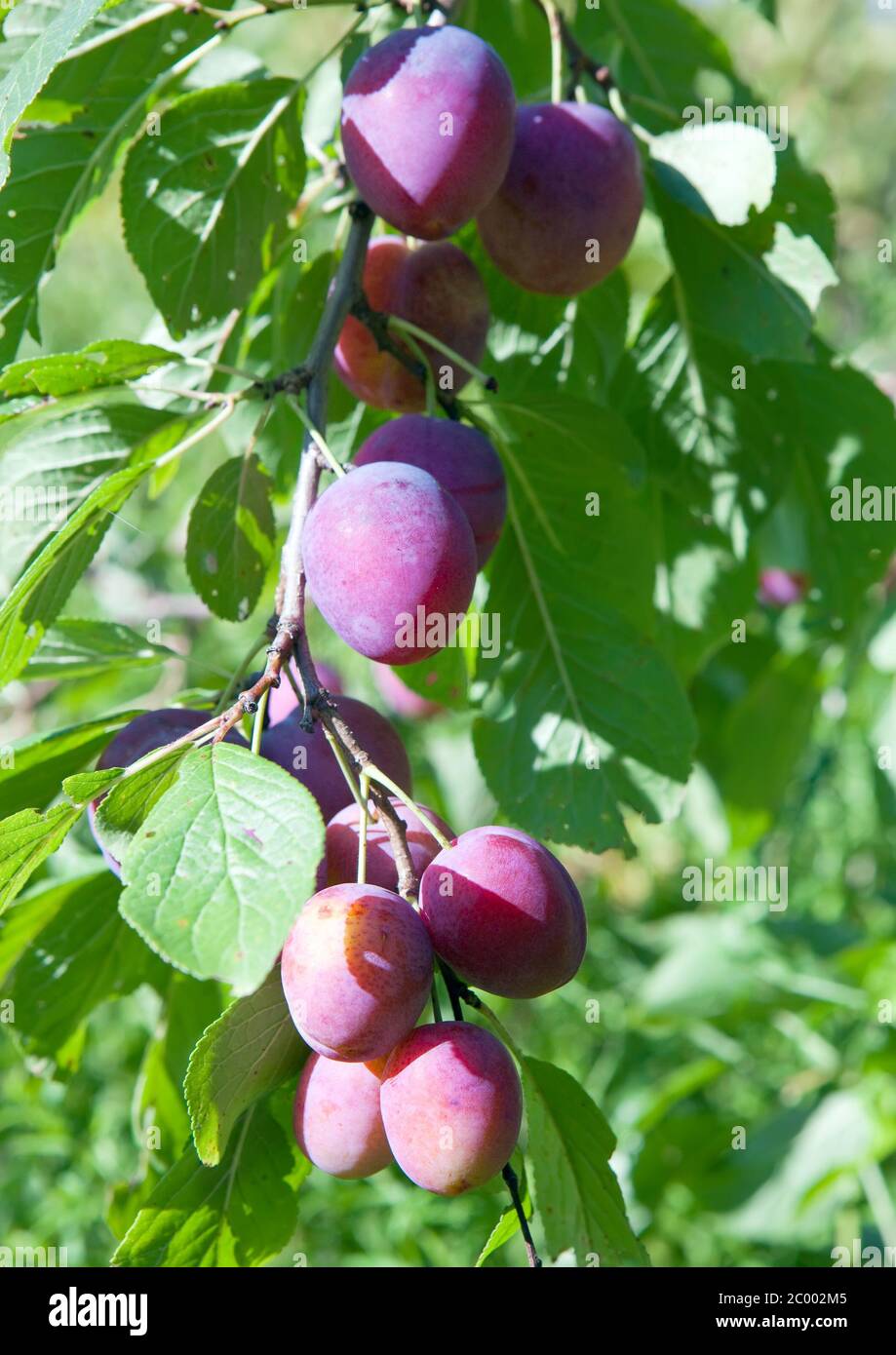 branches of a plum tree with ripe fruits Stock Photo - Alamy