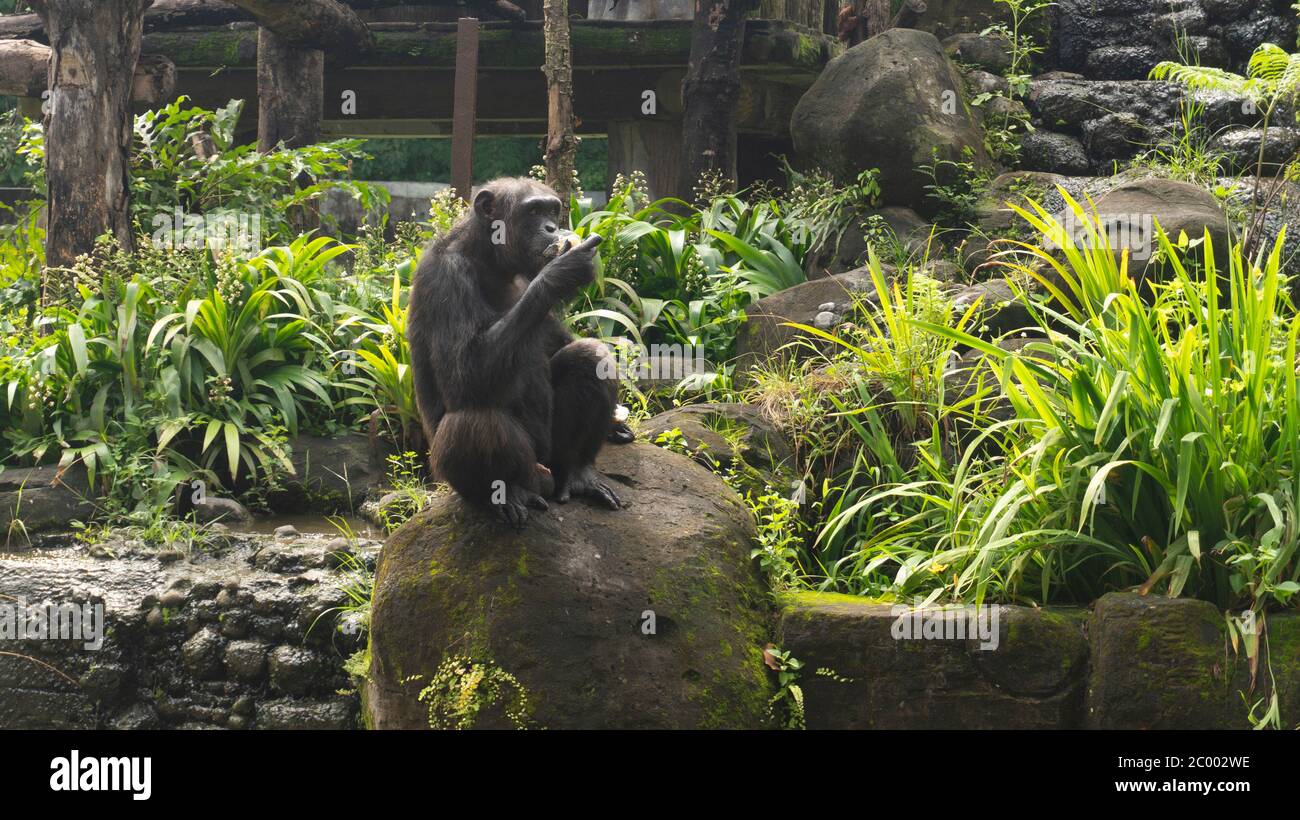 The chimpanzee (Pan troglodytes), also known as the common chimpanzee ...
