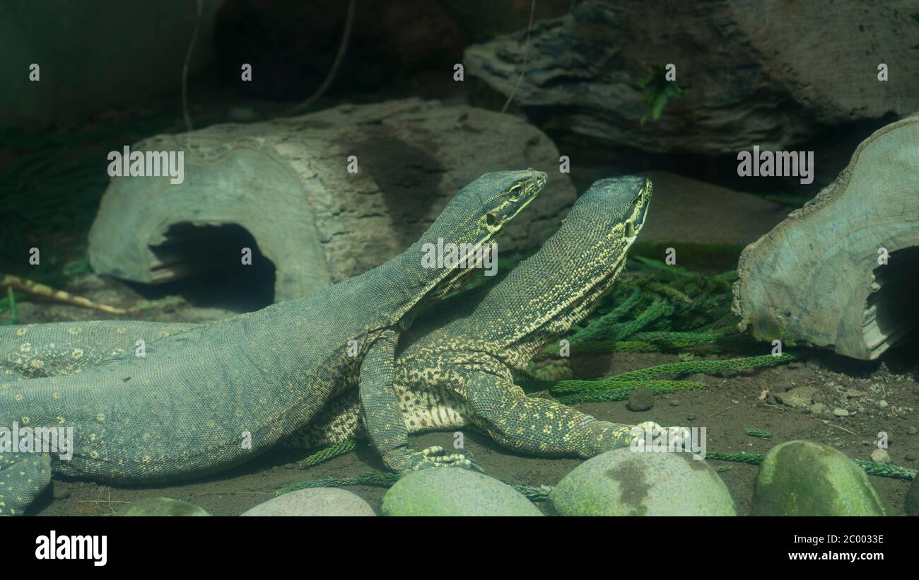 Medium lizards hi-res stock photography and images - Alamy