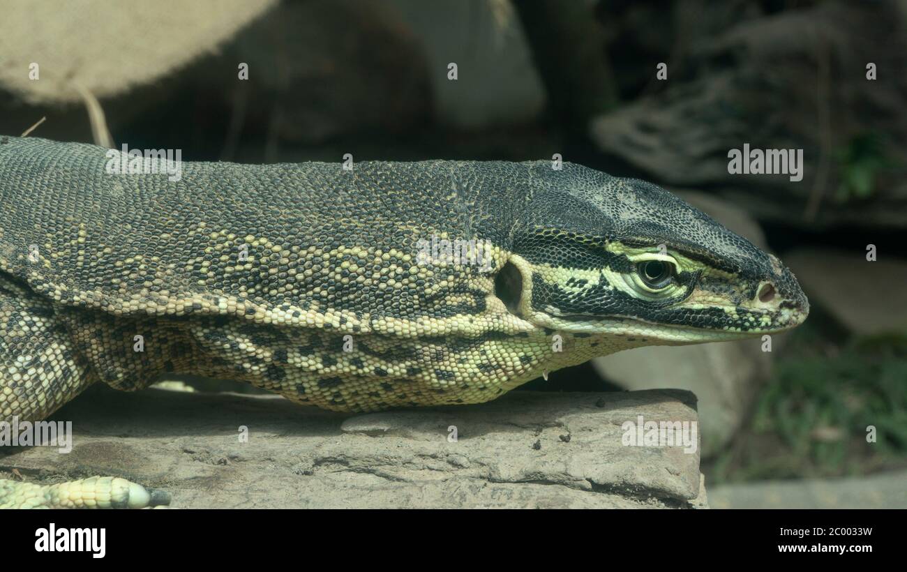 Lizards of medium size, predators with hot blood Stock Photo - Alamy
