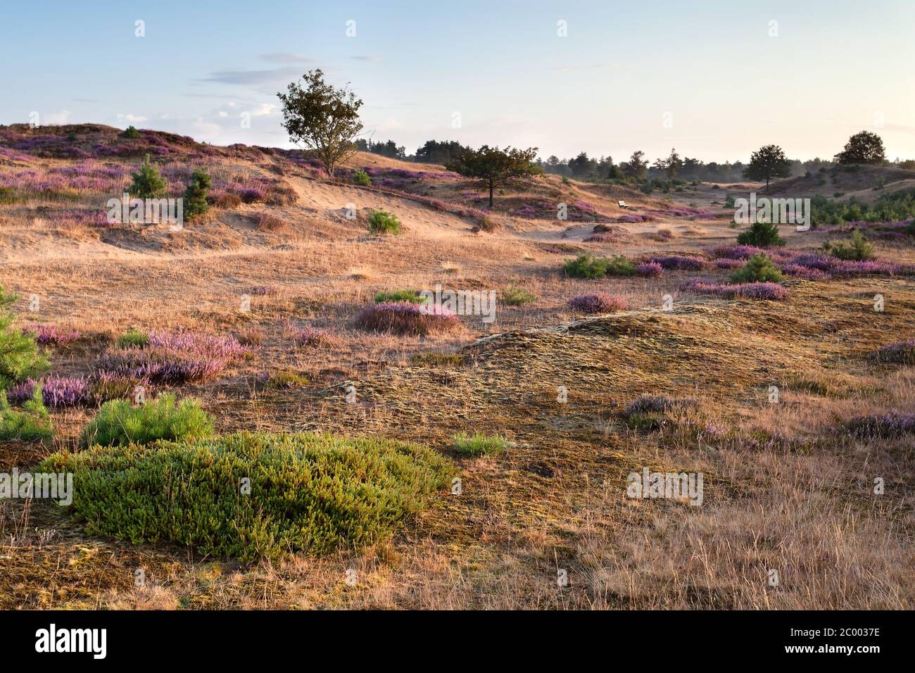morning on sand dunes with flowering heather Stock Photo - Alamy