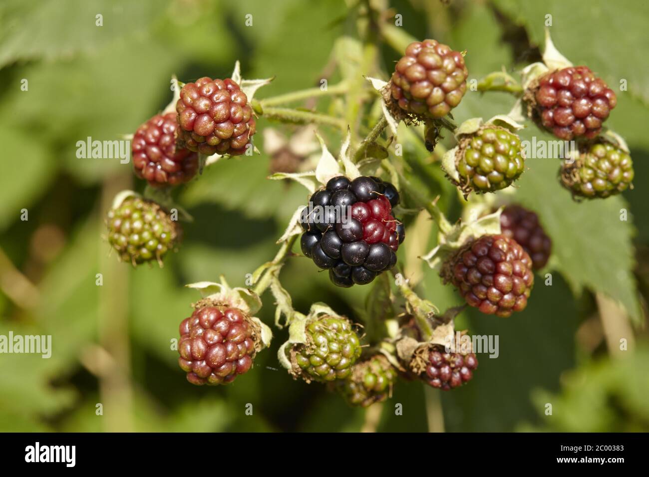 Ripe and unripe fruit hi-res stock photography and images - Alamy