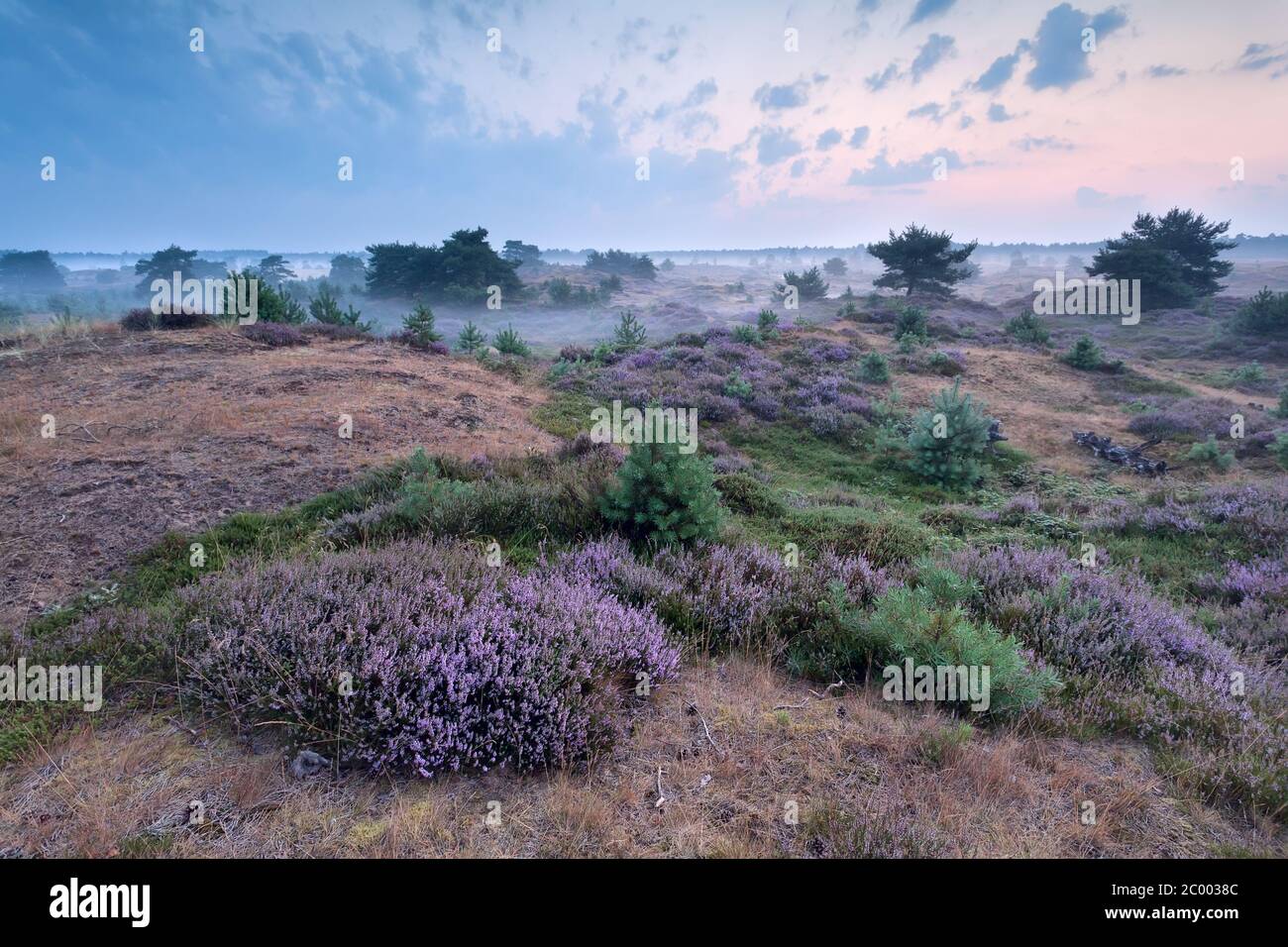 Heatherland hi-res stock photography and images - Alamy