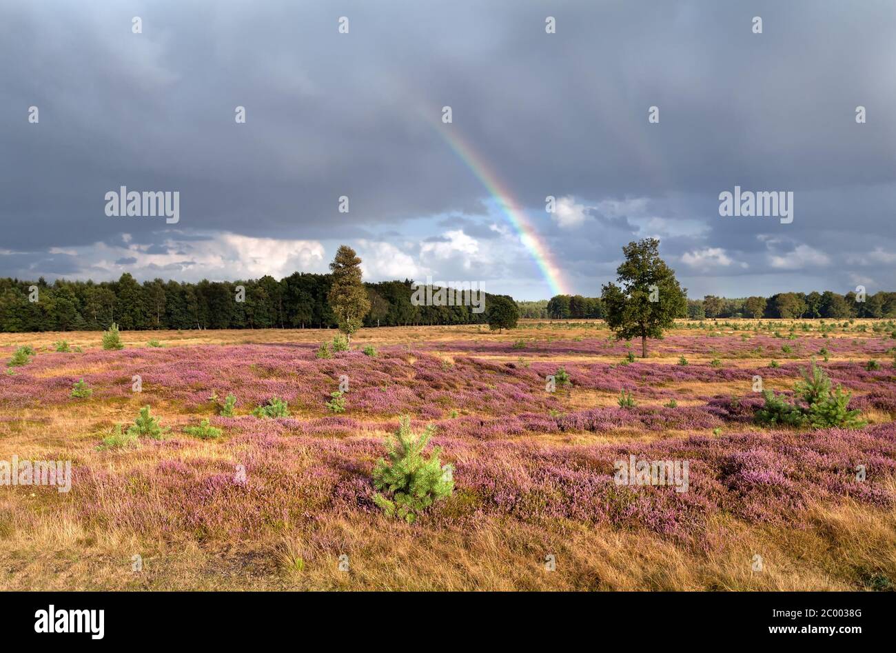 rainbow over meadow with flowering heather Stock Photo - Alamy