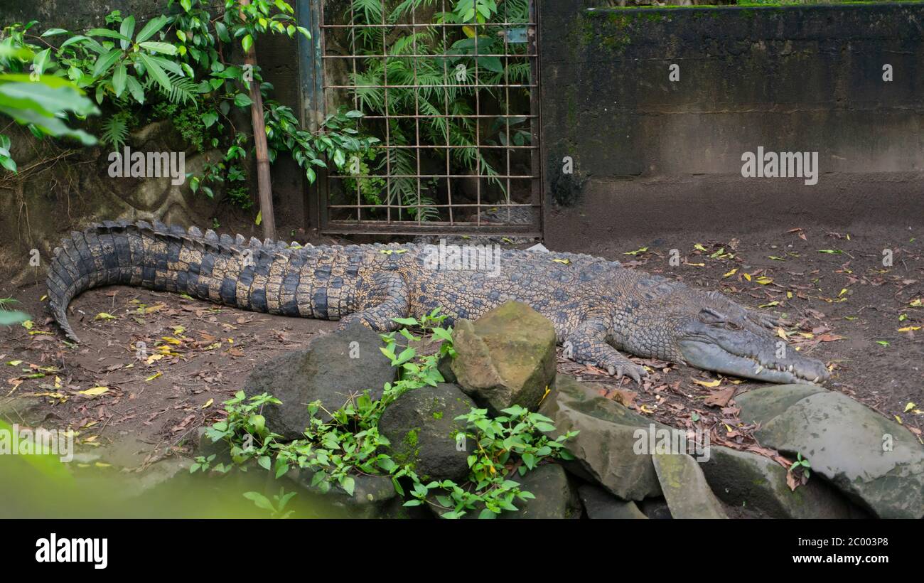 A crocodile is sunbathing. one of the predatory animals with habitat in ...