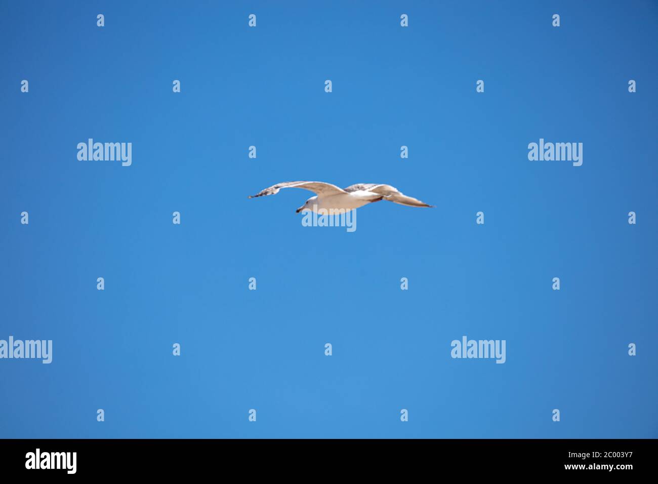 A Sea Gull in Flight Stock Photo - Alamy