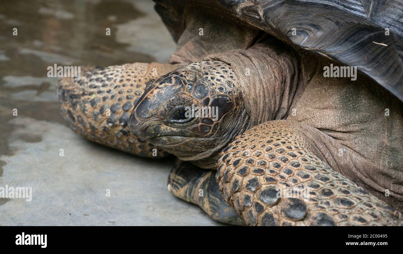 Strong shells hi-res stock photography and images - Alamy