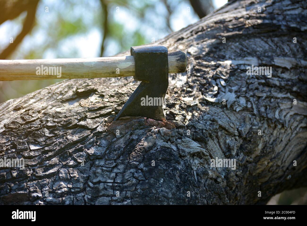 Lumberjack cutting tree with axe in the forest Stock Photo - Alamy
