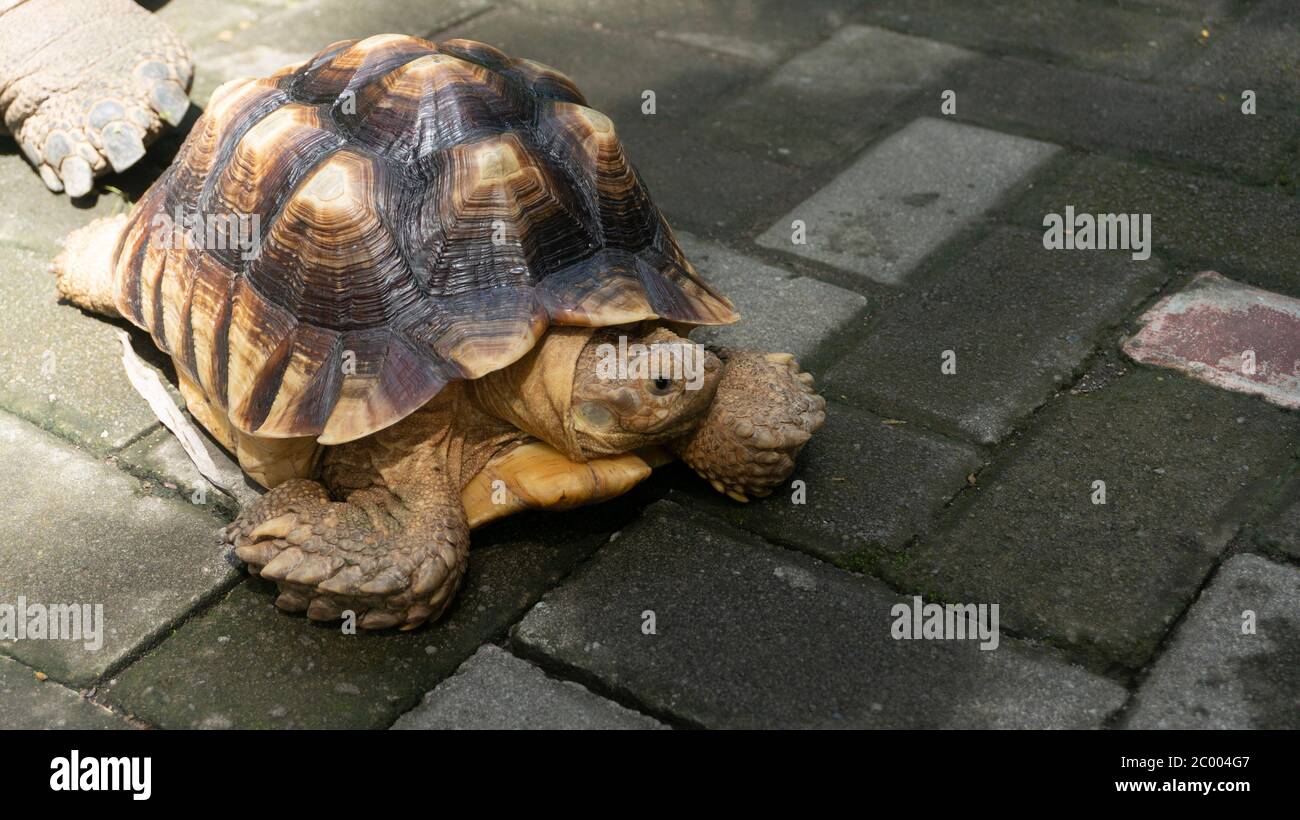 Large and old turtles with very strong shells Stock Photo - Alamy