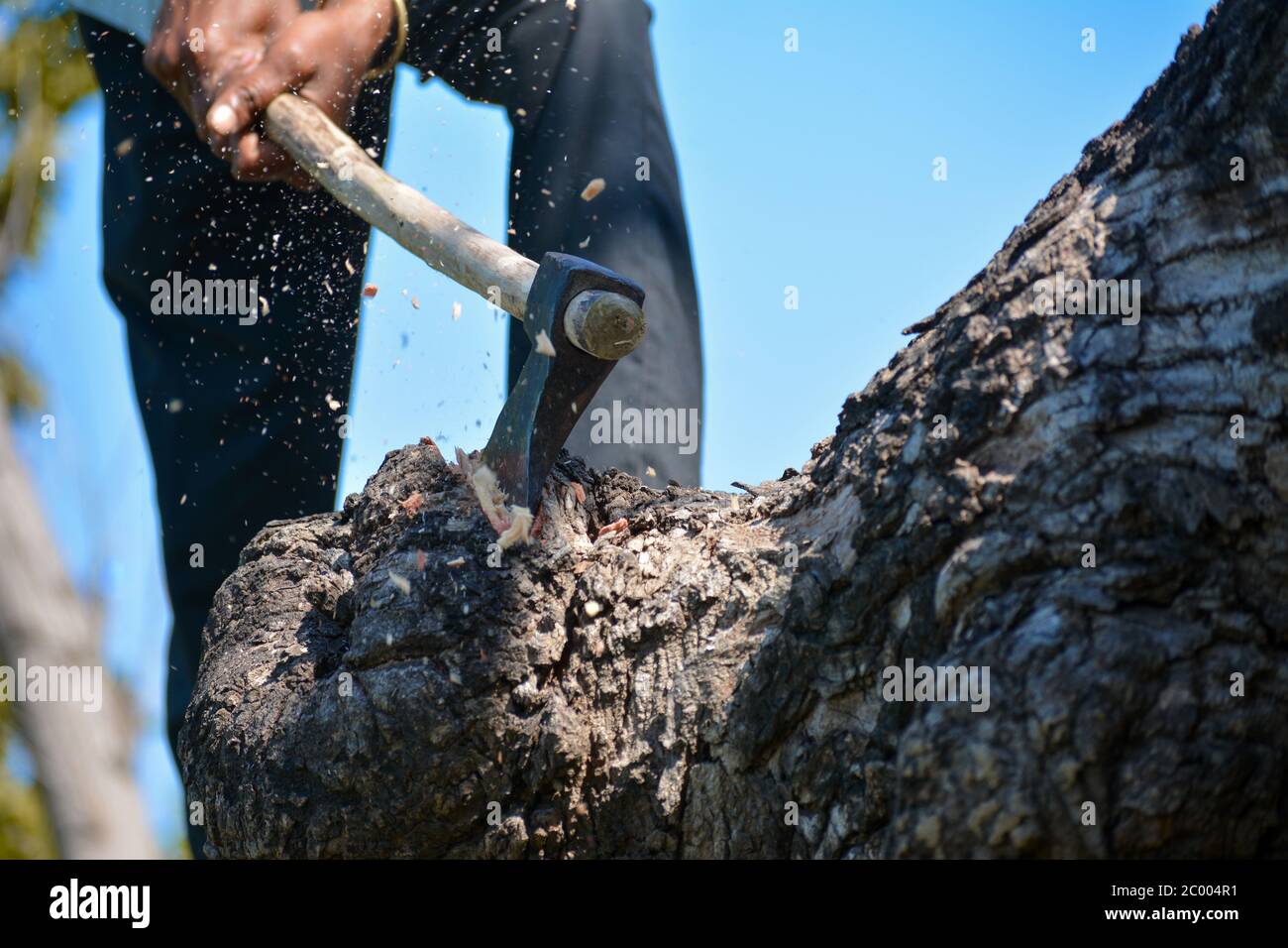 Cutting tree with axe hi-res stock photography and images - Alamy