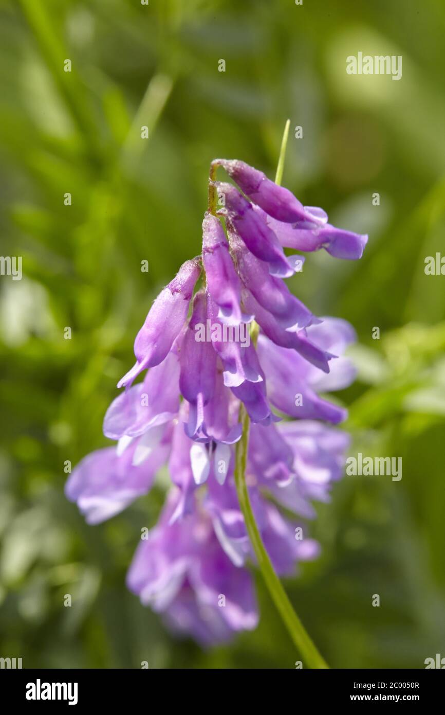 Flora rosa hi-res stock photography and images - Alamy