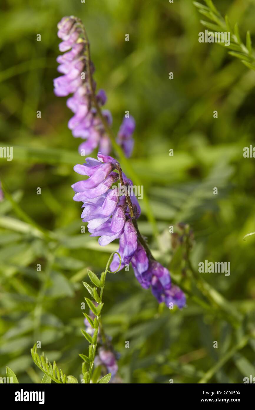 Flora rosa hi-res stock photography and images - Alamy