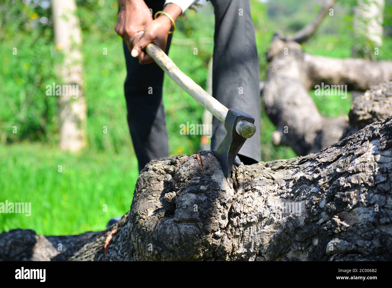 Cutting tree with axe hi-res stock photography and images - Alamy