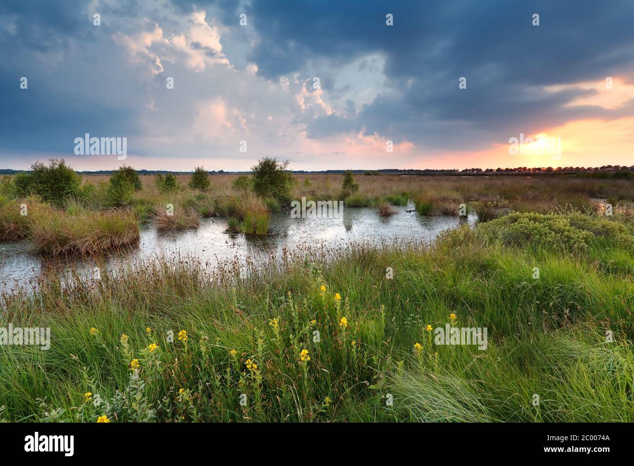 Swamp in summer hi-res stock photography and images - Alamy