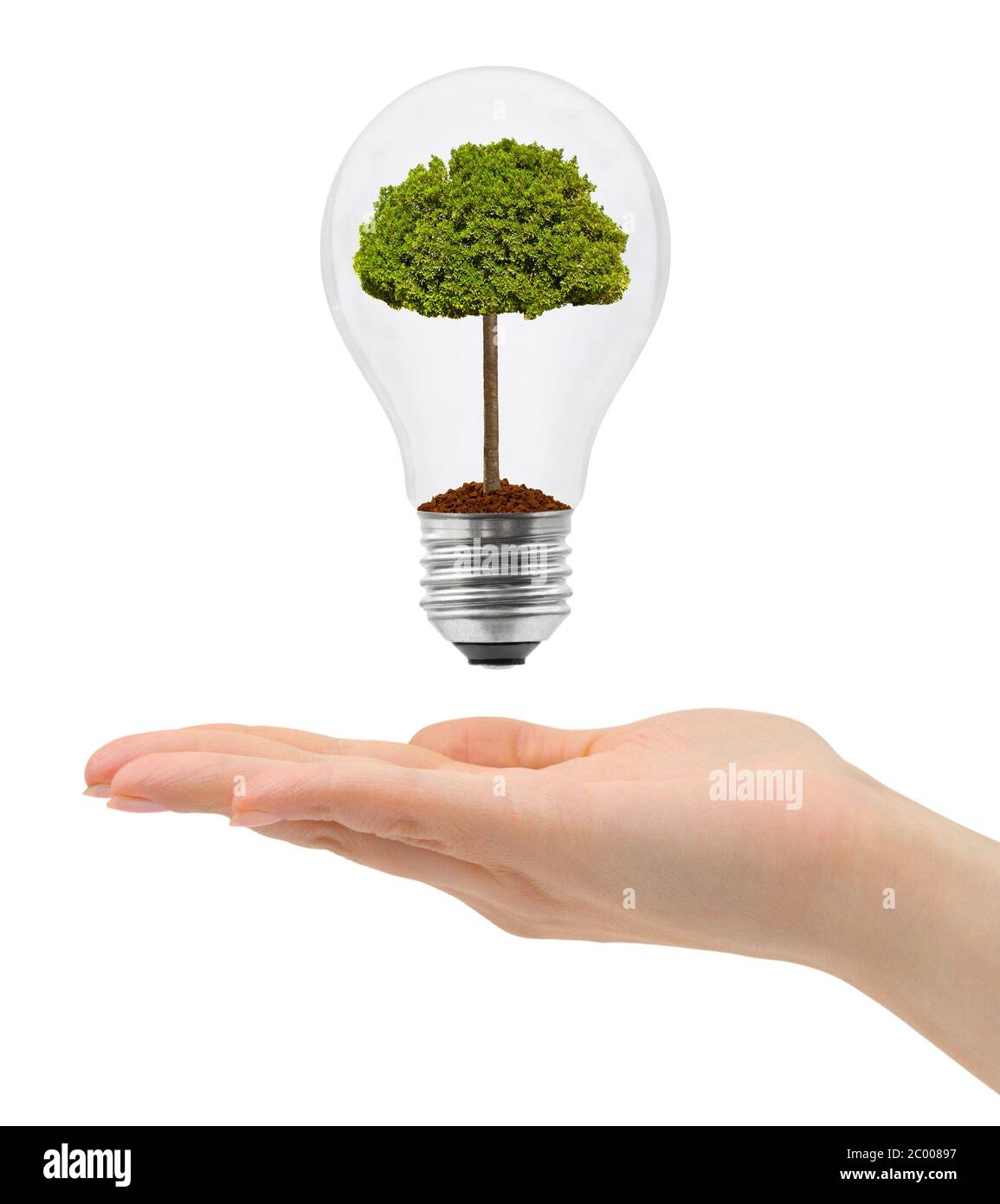 Hand and bulb with tree Stock Photo - Alamy