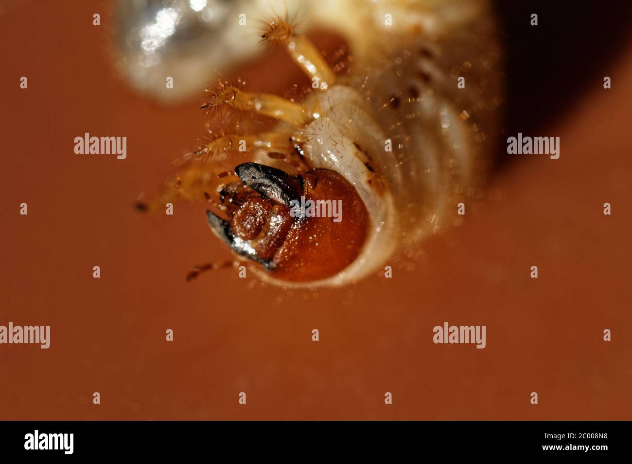 Larvae of may beetle hi-res stock photography and images - Alamy