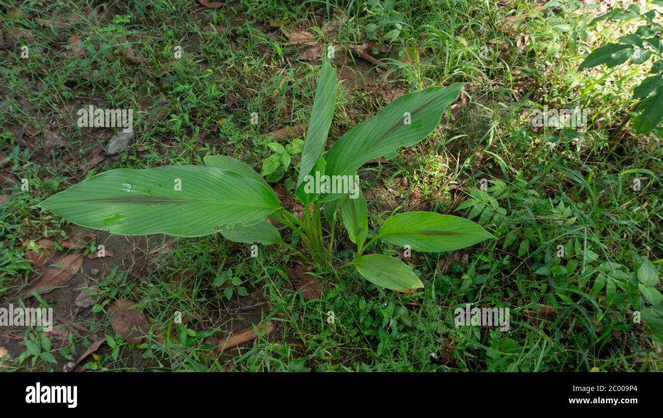 Turmeric leaves or Curcuma longa Linn with wide leaves, one of the ...