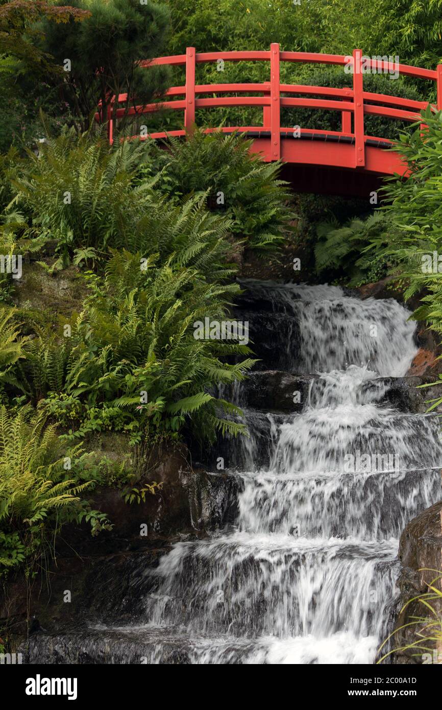 Small garden waterfall plants hi-res stock photography and images - Alamy