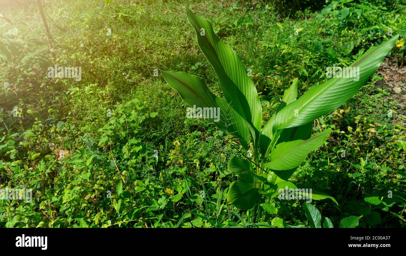 Turmeric leaves or Curcuma longa Linn with wide leaves, one of the ...