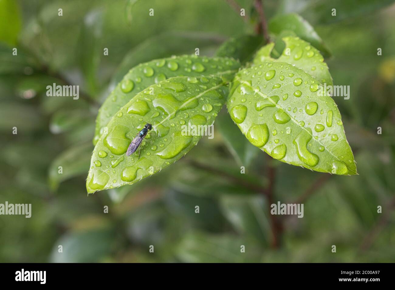 Dew drop droplet leaf leaves tropical hi-res stock photography and ...