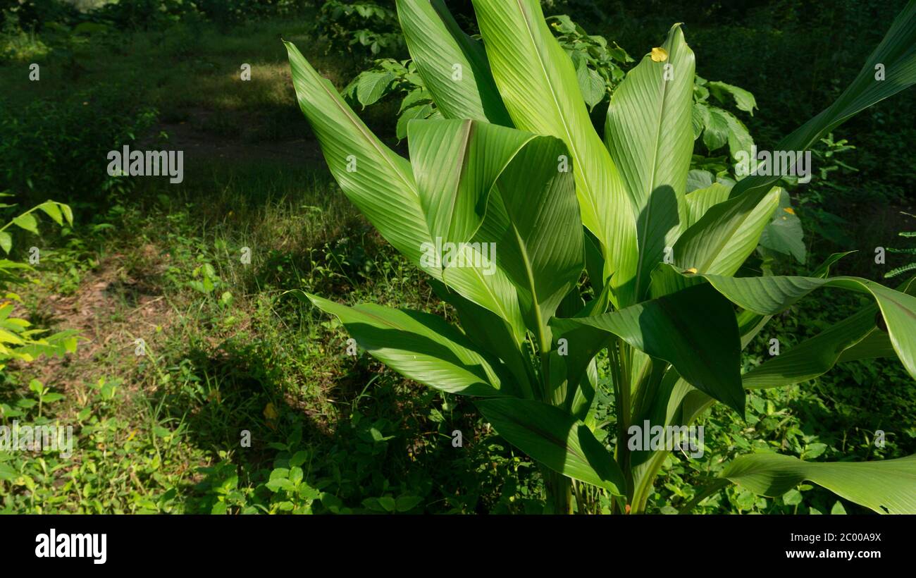 Turmeric leaves or Curcuma longa Linn with wide leaves, one of the ...