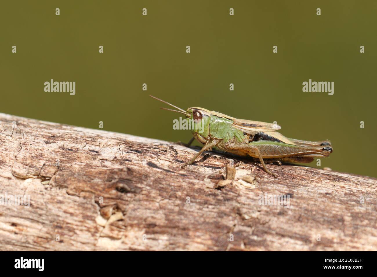 Beautiful grasshopper on green branch hi-res stock photography and ...