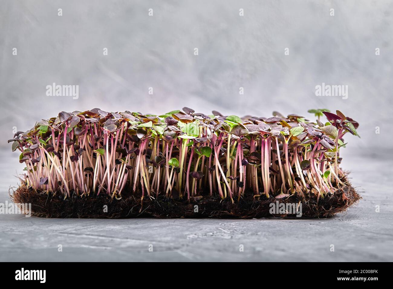 Fresh microgreen. Sprouts of purple basil on a gray background. Copy ...