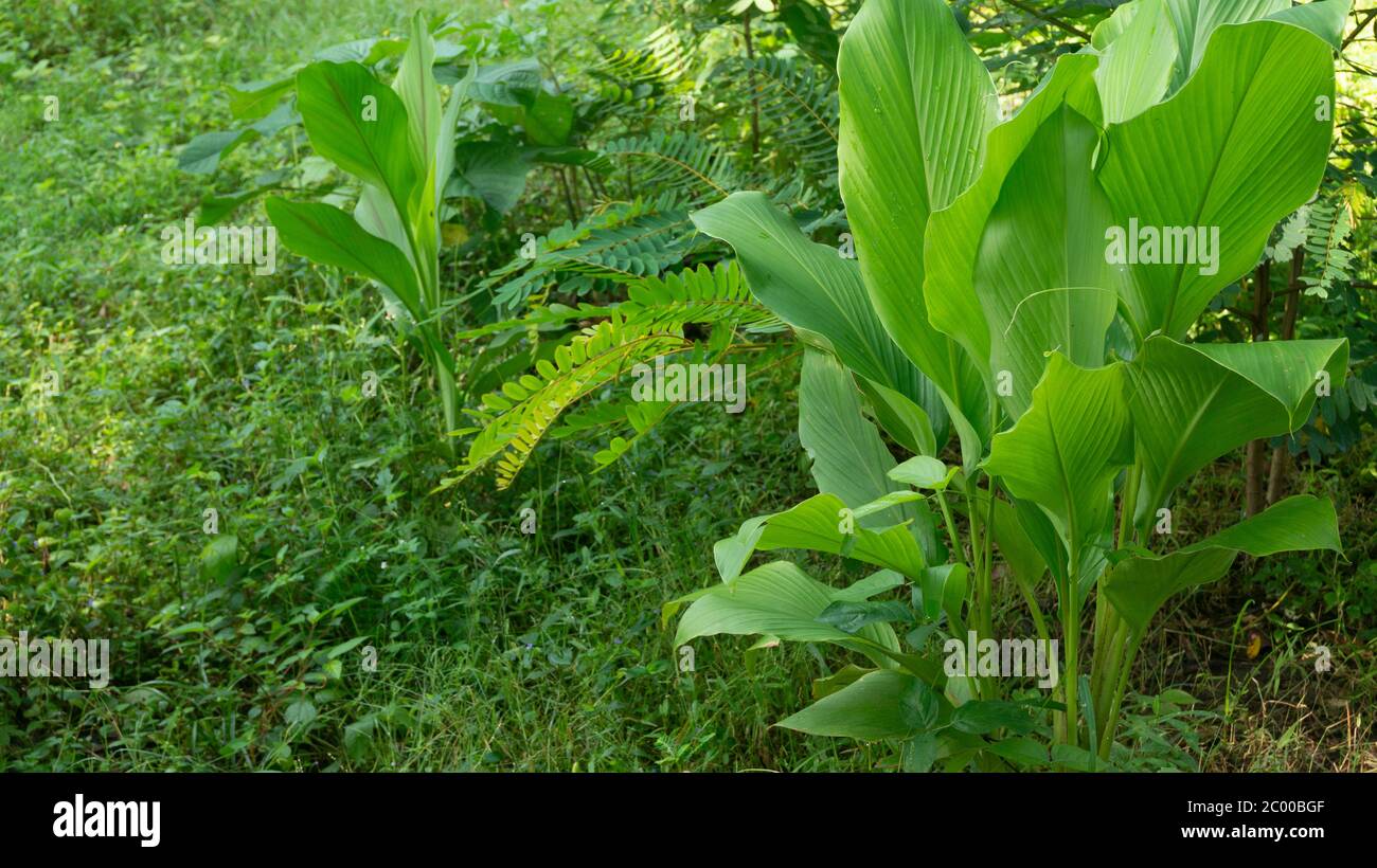 Turmeric leaves or Curcuma longa Linn with wide leaves, one of the ...