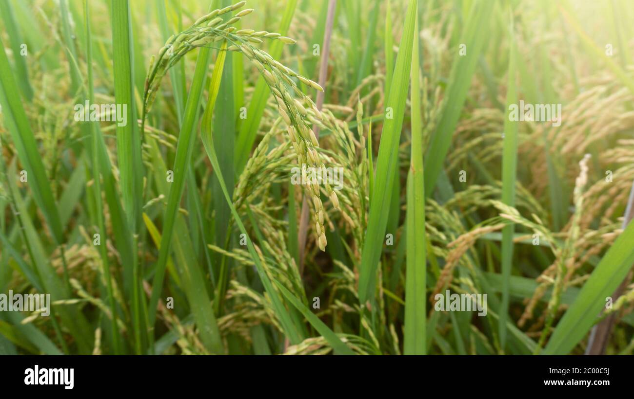 Rice plants enter the harvest season, appear to contain grain because ...