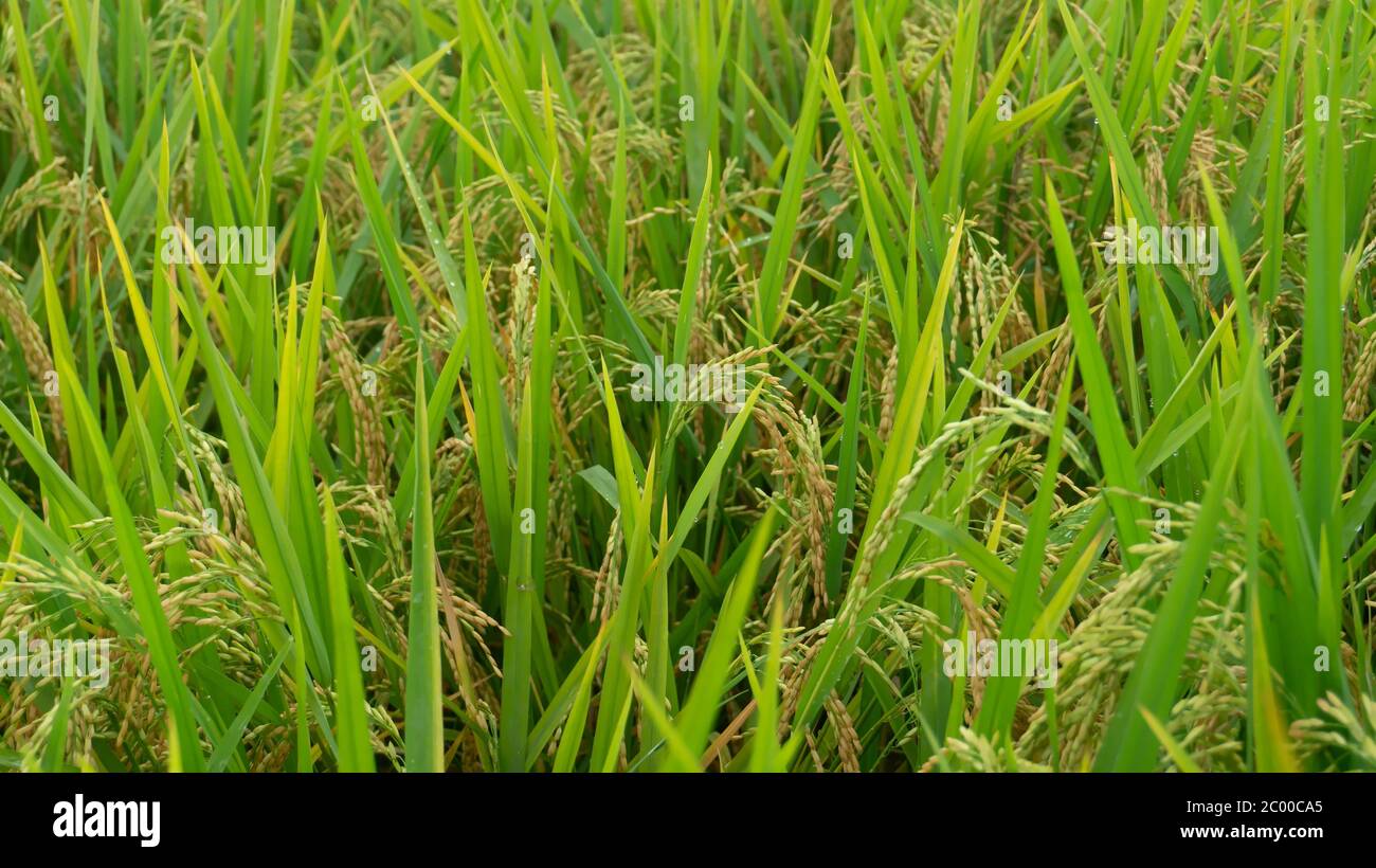 Rice plants enter the harvest season, appear to contain grain because ...