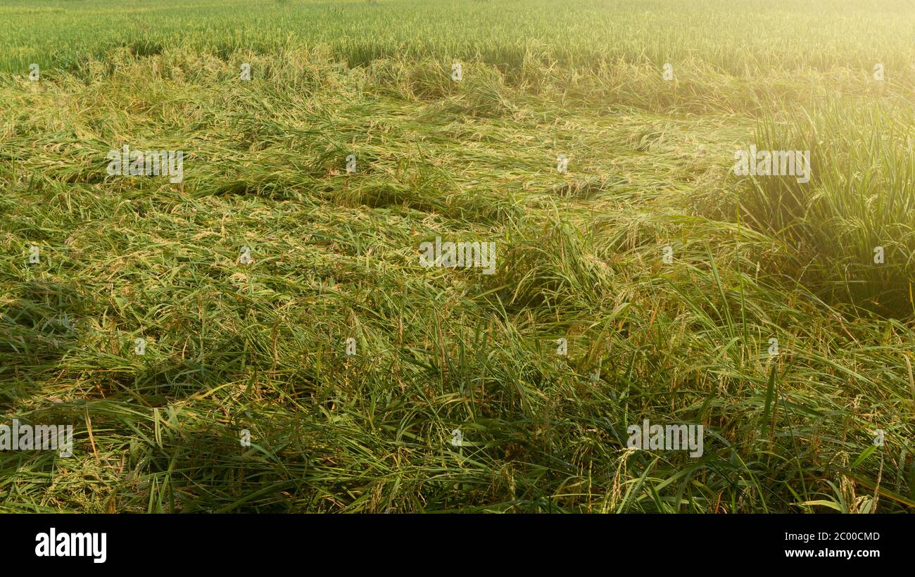 Rice plants that collapsed in the wind when entering the harvest season ...