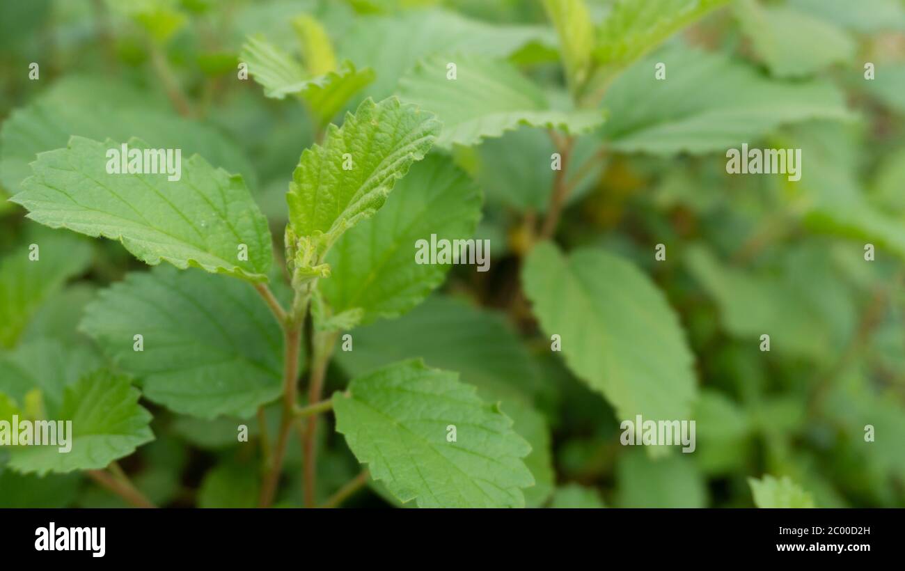 Beautiful spring green leaf on nature background Stock Photo - Alamy