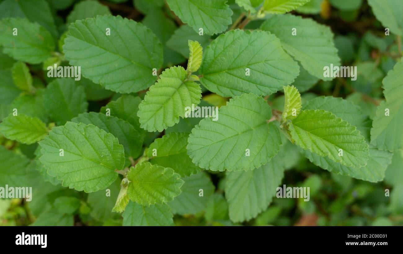 Beautiful spring green leaf on nature background Stock Photo - Alamy