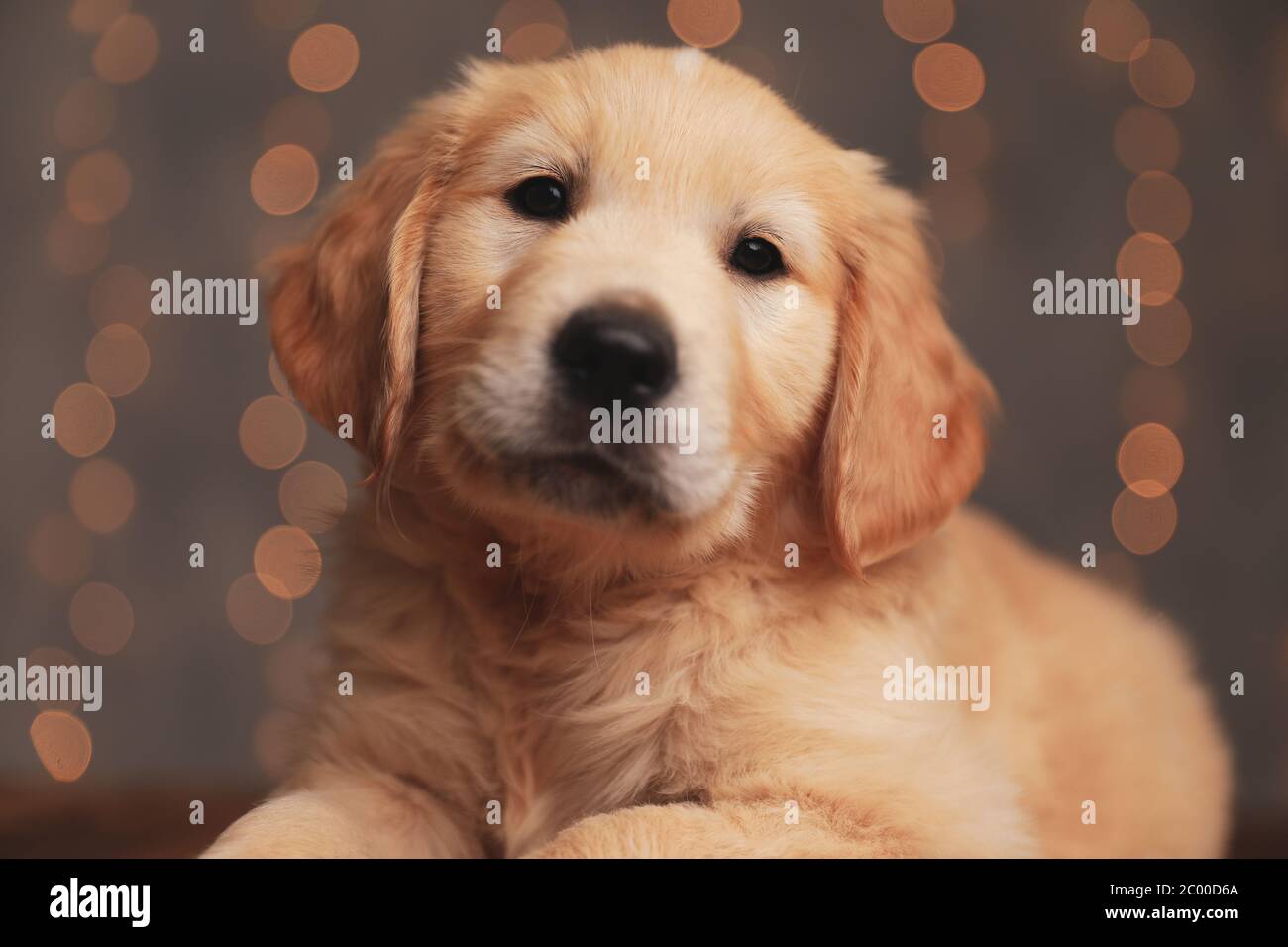 Golden retriever cub hi-res stock photography and images - Alamy