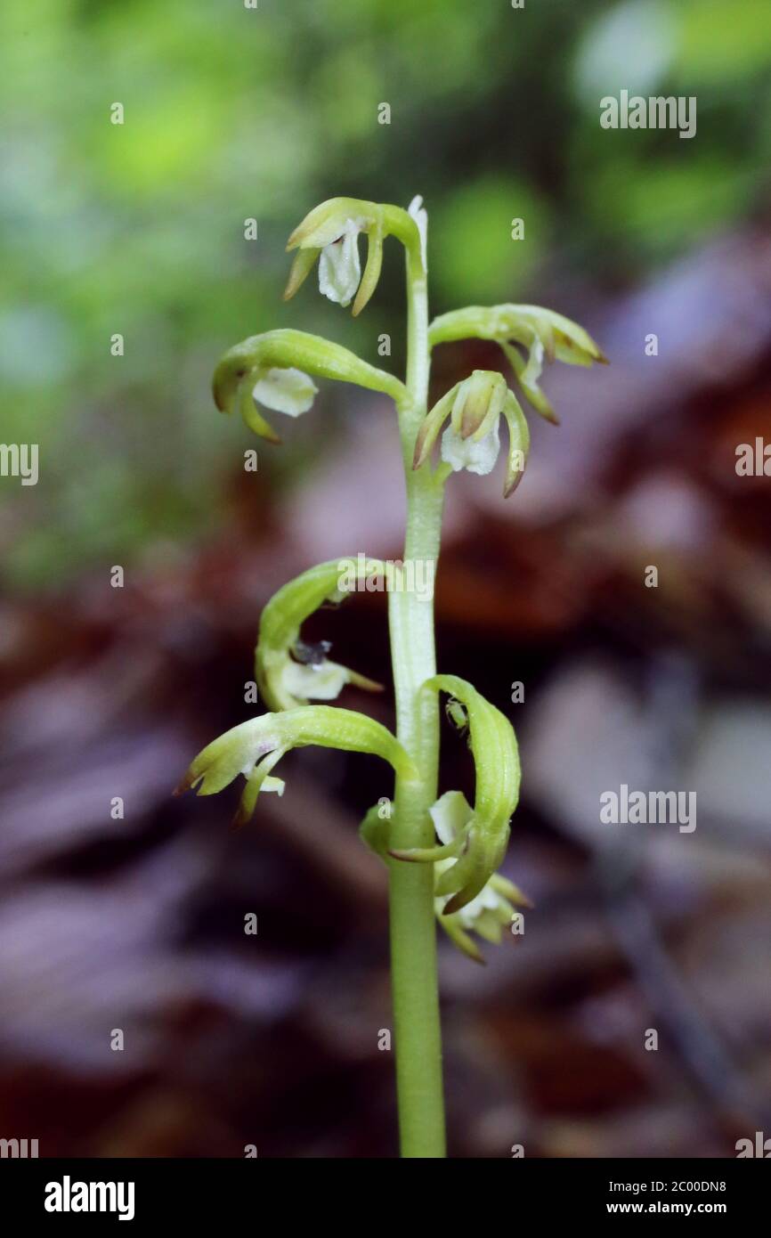 Corallorhiza hi-res stock photography and images - Alamy