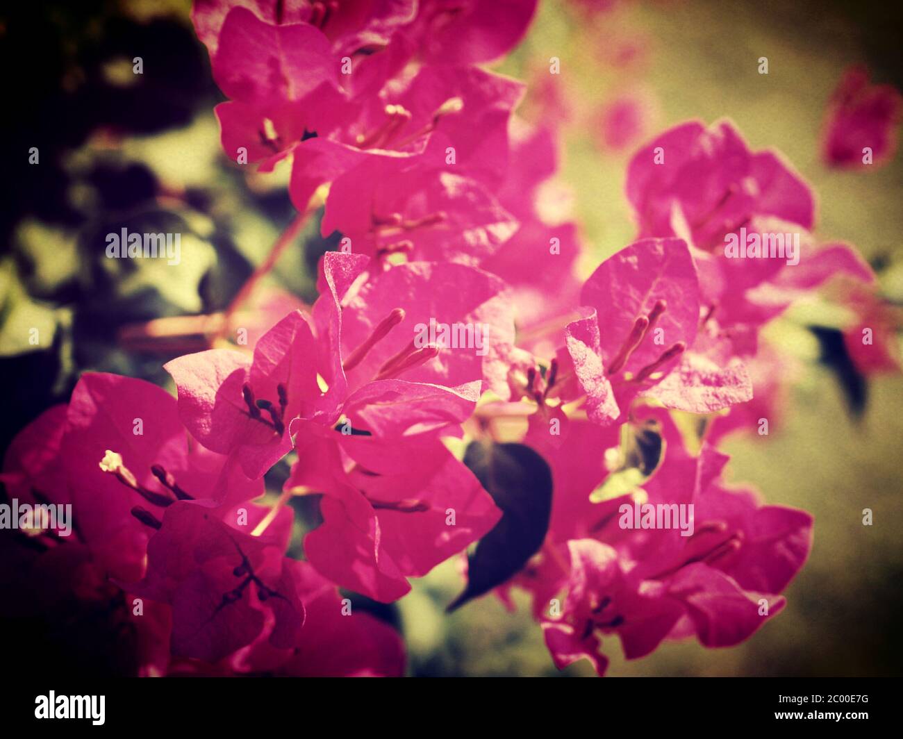 Beautiful flower in nature edit by filter images Stock Photo - Alamy