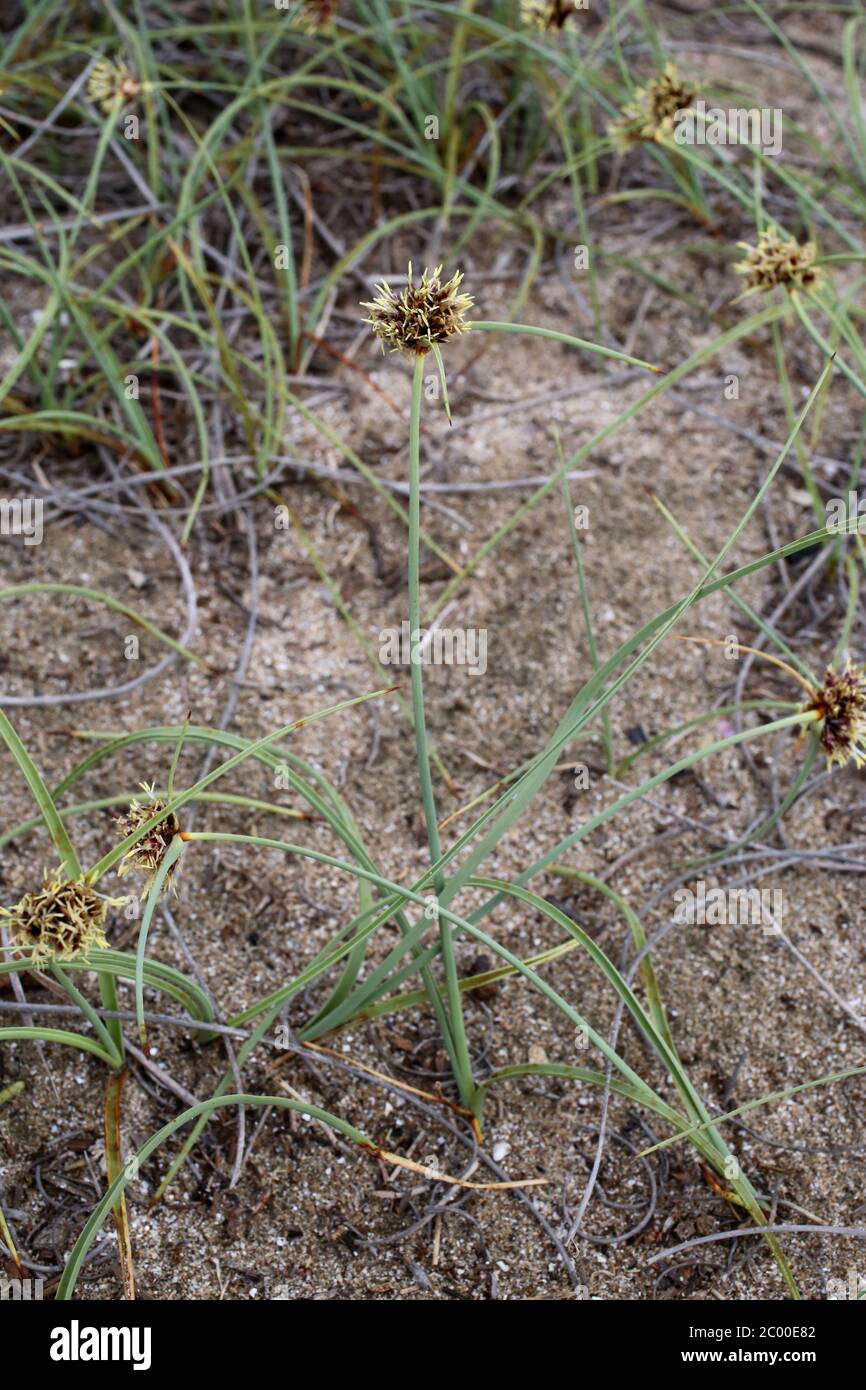 Cyperus capitatus hi-res stock photography and images - Alamy