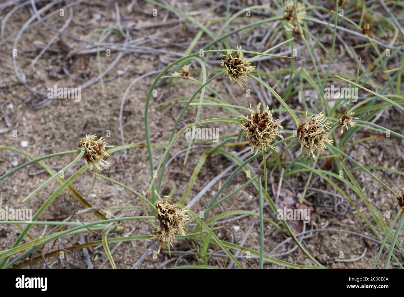 Cyperus capitatus - Wild plant shot in the spring Stock Photo - Alamy
