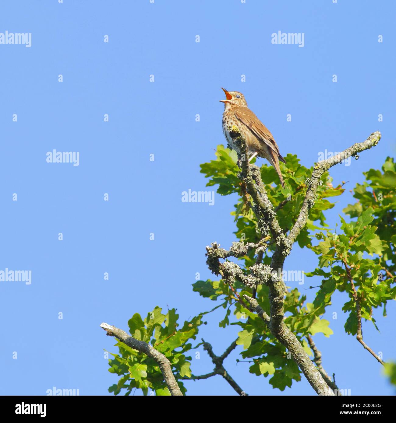 Song thrush singing on the oak tree in Seaton Wetlands, Devon Stock ...