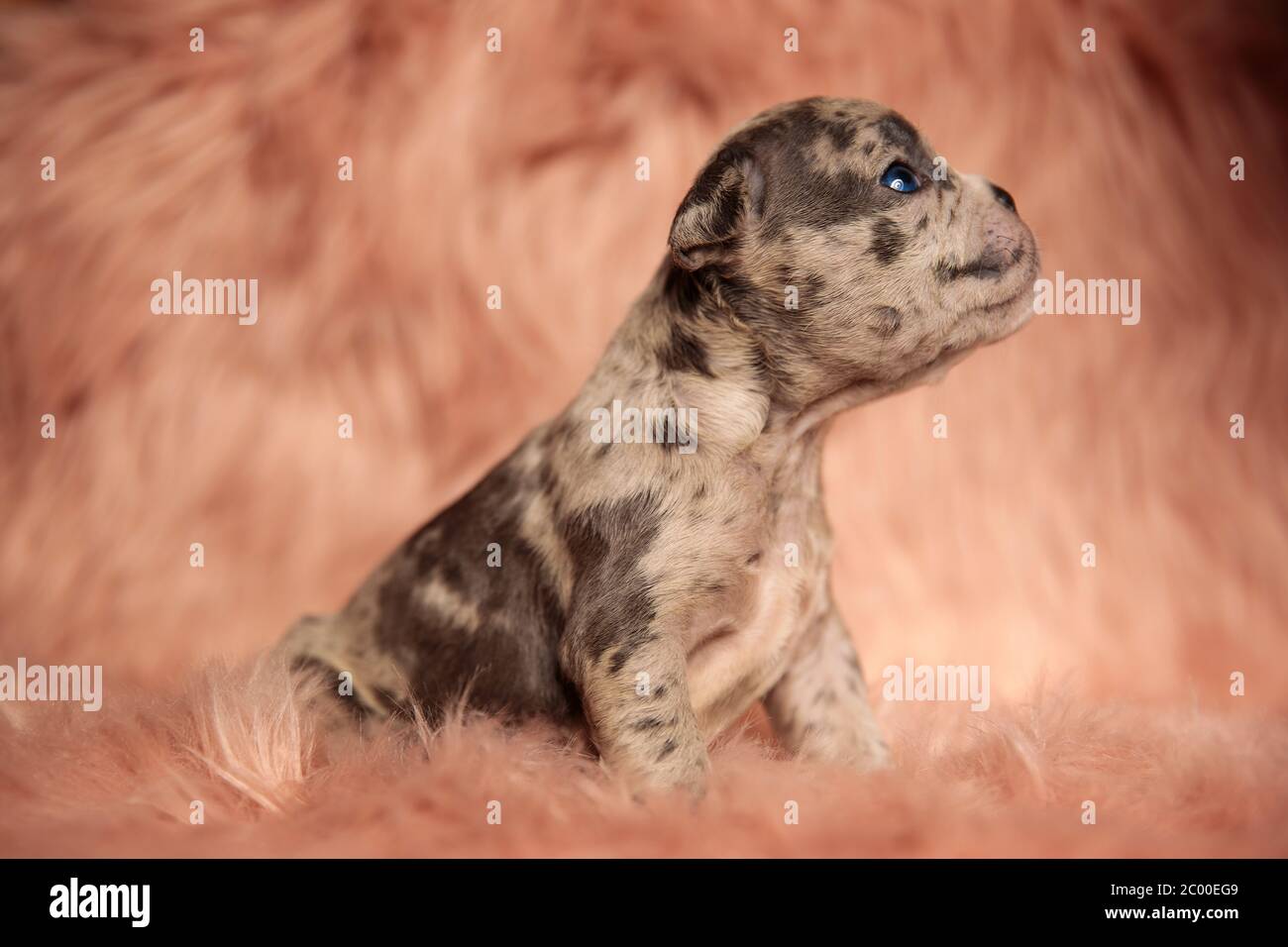 side view of cute american bully looking up and sitting on pink fur ...