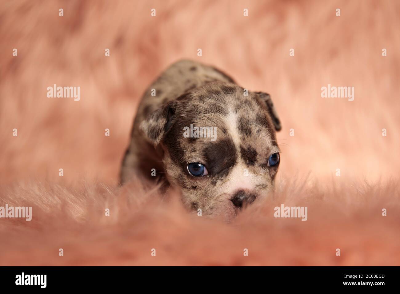 cute american bully sniffing around on pink fur background Stock Photo ...