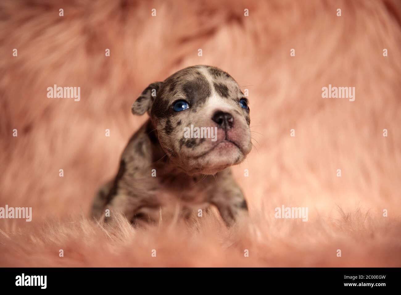 adorable young american bully looking up and sitting on pink fur ...