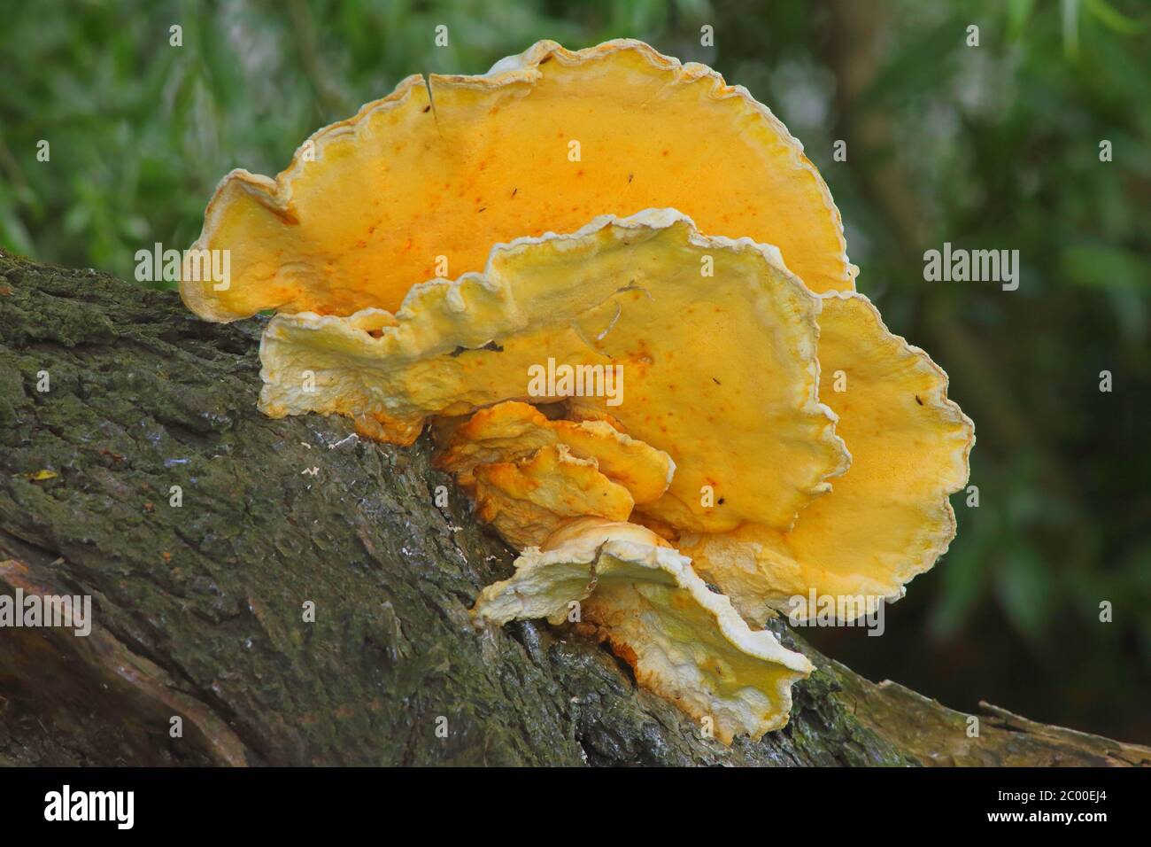 Group of polypore commonly known as bracket fungi growing from dead ...
